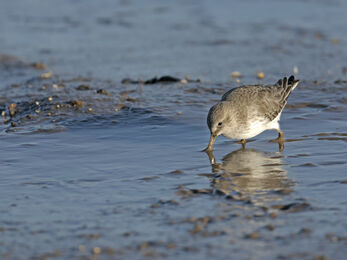 Our Fight for the River Mersey | Cheshire Wildlife Trust