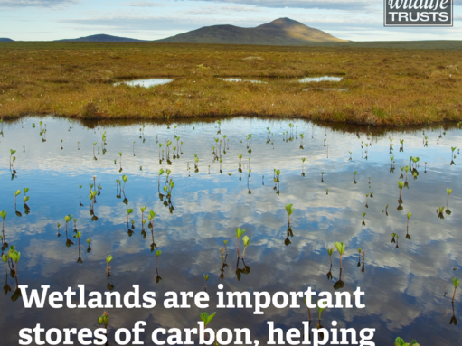 Celebrating wetlands – where land meets water | Cheshire Wildlife Trust