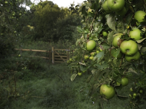 How to manage an orchard for wildlife | Cheshire Wildlife Trust