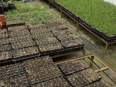 Wildflower & Tree Nursery Volunteer | Cheshire Wildlife Trust