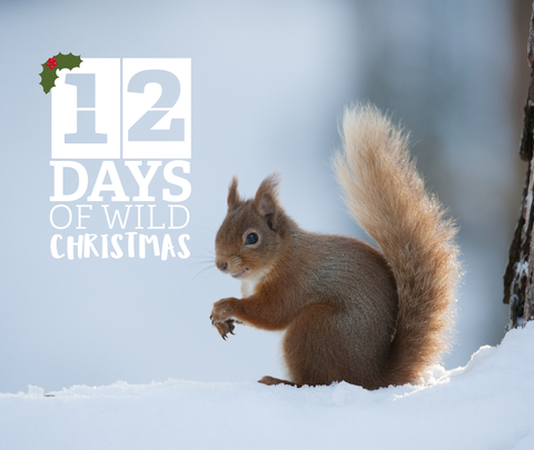 12 Days of Wild Christmas | Cheshire Wildlife Trust