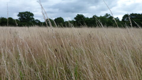 Swettenham Valley | Cheshire Wildlife Trust
