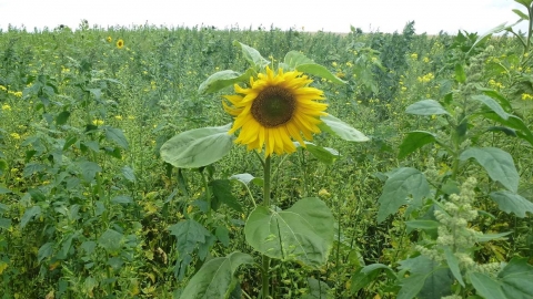Bickley Hall Farm | Cheshire Wildlife Trust