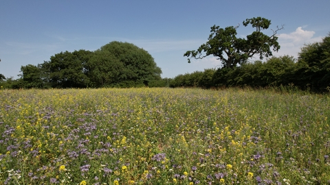 Bickley Hall Farm | Cheshire Wildlife Trust