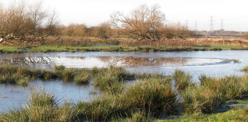 Ponds | Cheshire Wildlife Trust