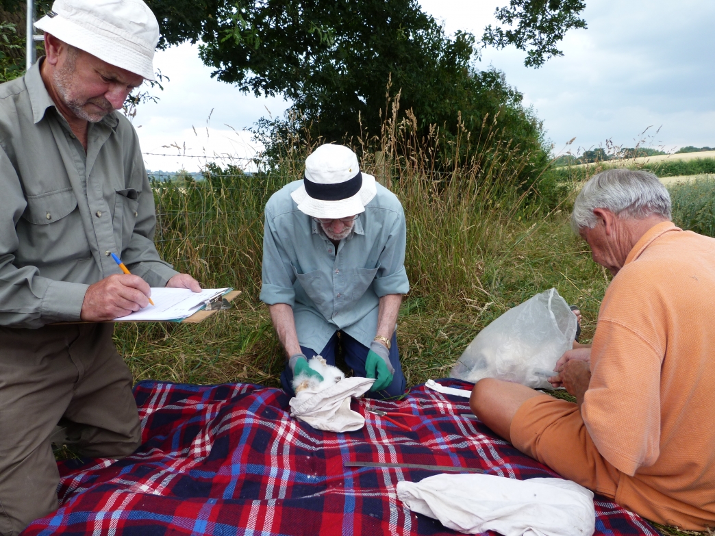 Bird breeding success for Cheshire Wildlife Trust | Cheshire Wildlife Trust