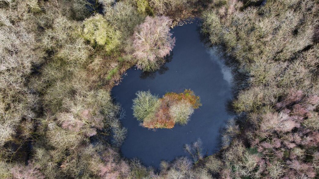 Beaver appeal | Cheshire Wildlife Trust