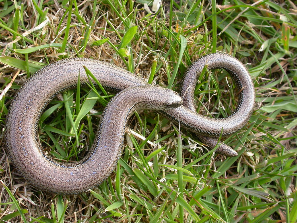 Identify UK snakes | Cheshire Wildlife Trust
