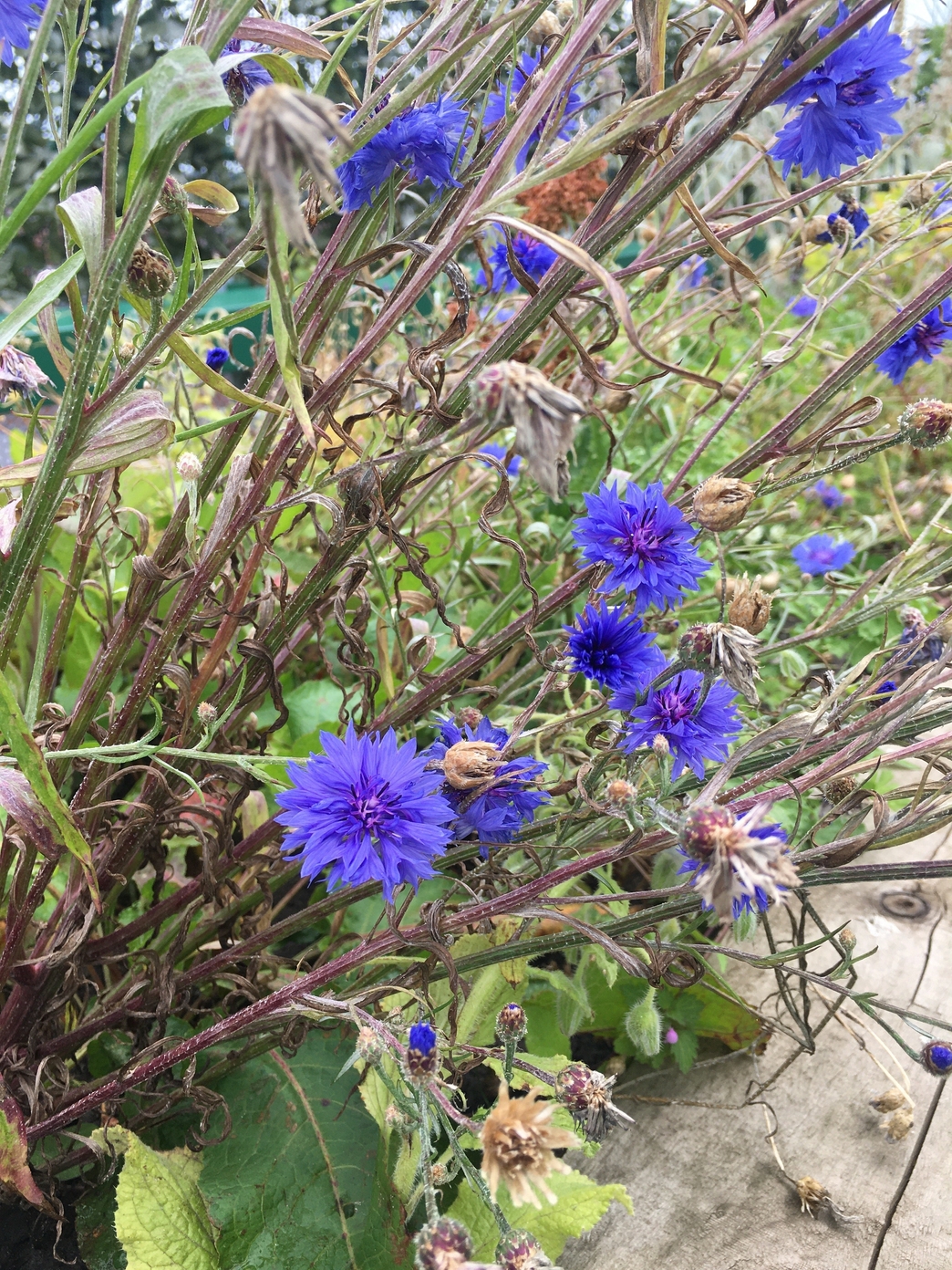 An interview with Manda Moore from the Sky Garden Project | Cheshire ...