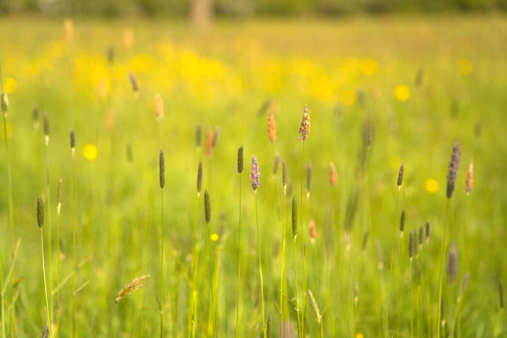 Making a meadow | Cheshire Wildlife Trust