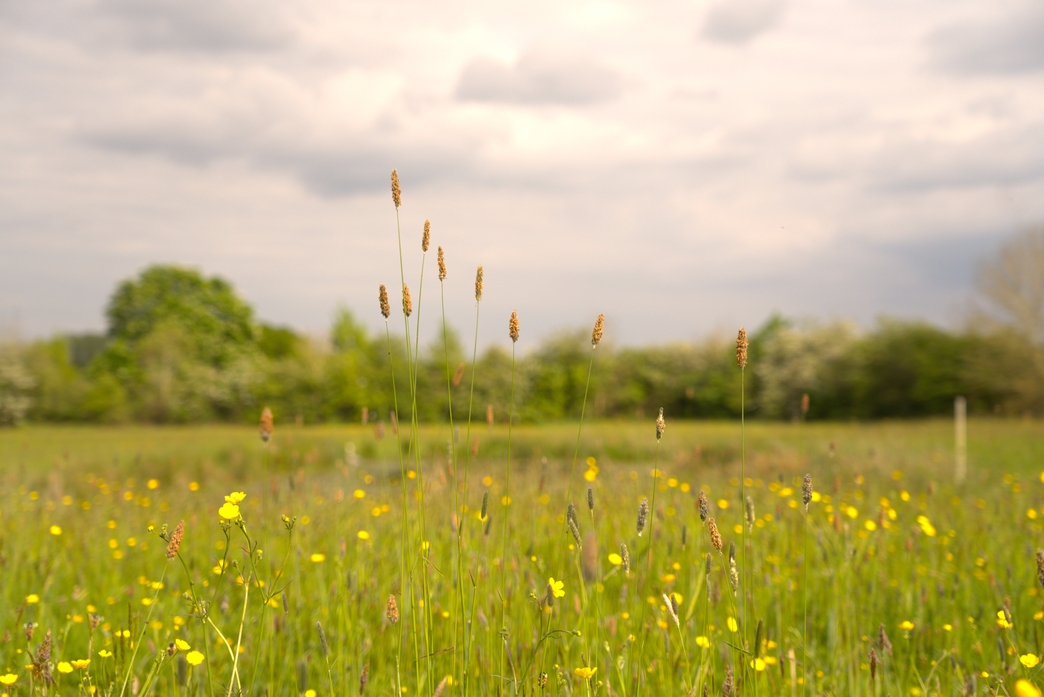 Making a meadow | Cheshire Wildlife Trust