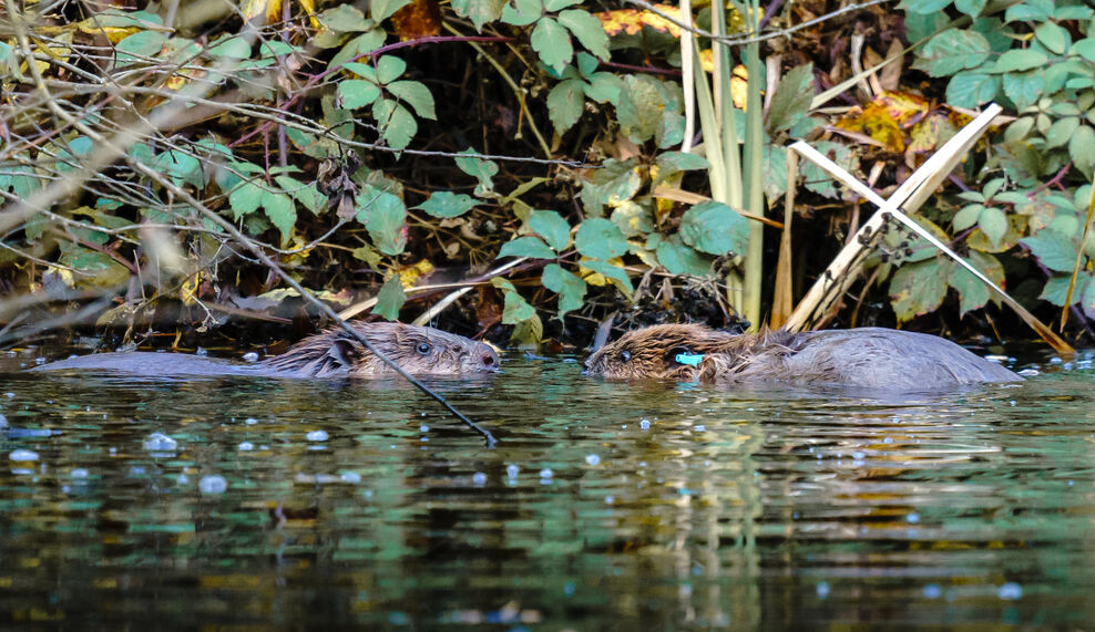 Beavers make Hatchmere their new home! | Cheshire Wildlife Trust