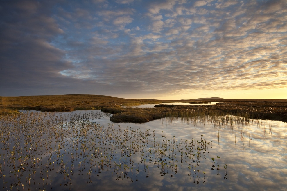 Peatlands | Cheshire Wildlife Trust