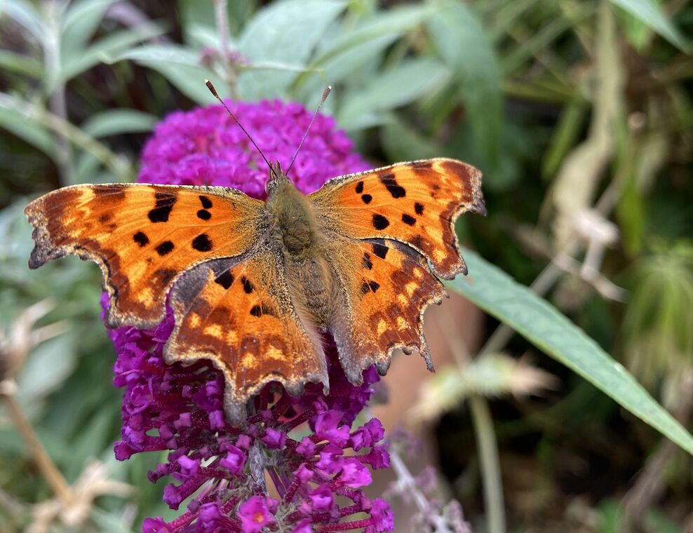 Creating a Wonky Garden in Widnes | Cheshire Wildlife Trust