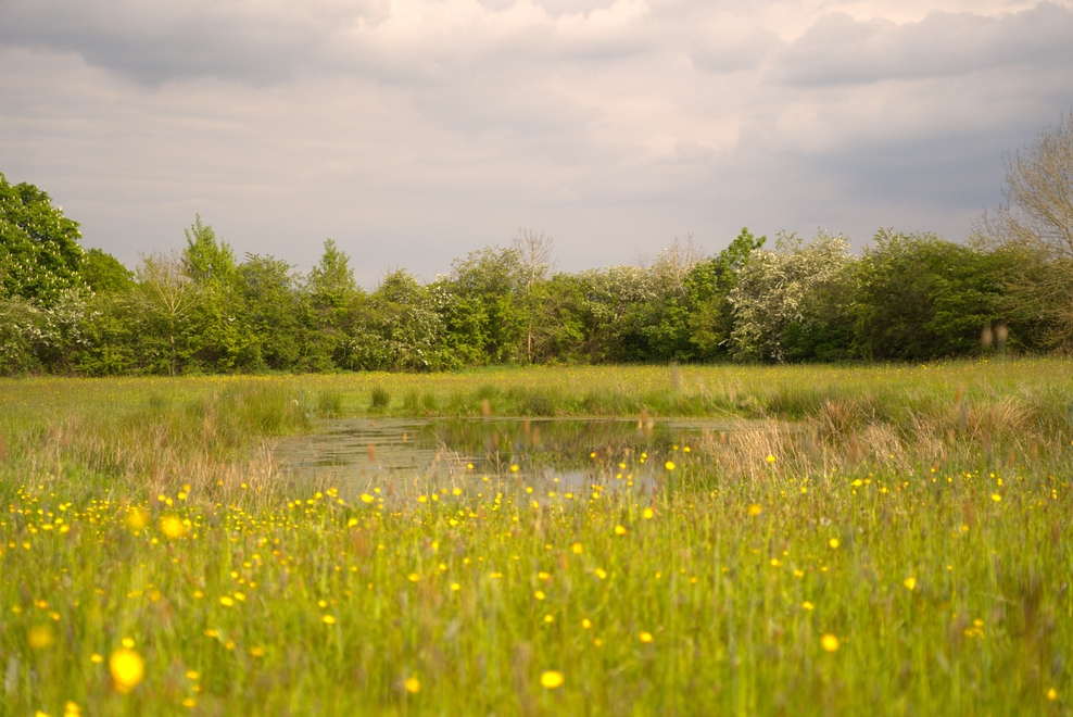Making a meadow | Cheshire Wildlife Trust