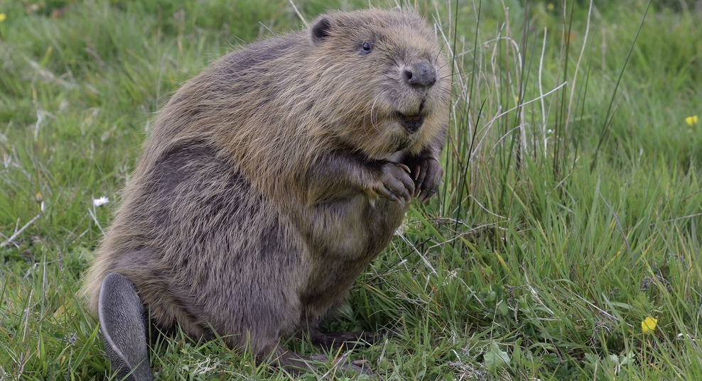 Beavers | Cheshire Wildlife Trust