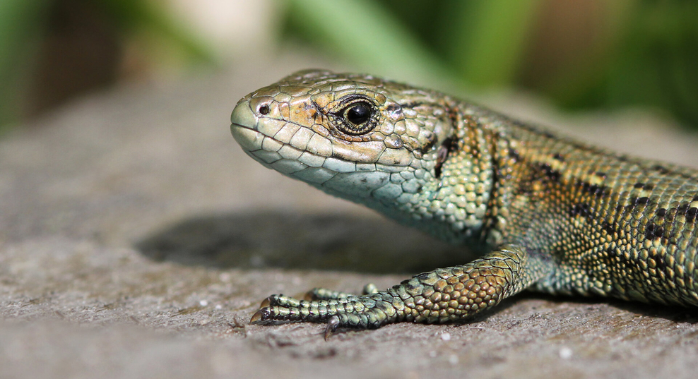 Cheshire's Last Refuges Appeal | Cheshire Wildlife Trust