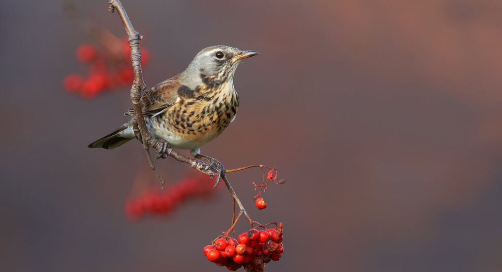 Migrating birds | Cheshire Wildlife Trust