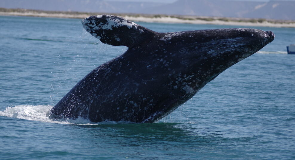 Government says yes to Highly Protected Marine Areas | Cheshire ...