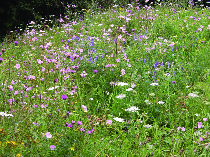 Cheshire's Last Refuges Appeal | Cheshire Wildlife Trust