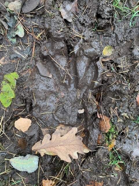 Beavers are back and settling in | Cheshire Wildlife Trust