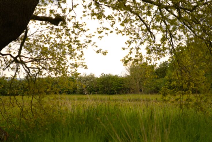 Making a meadow | Cheshire Wildlife Trust